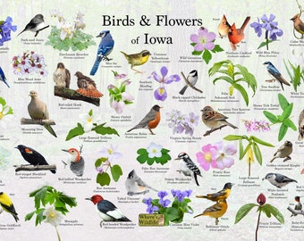 Iowa State Flower - Etsy