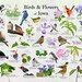 Backyard Birds of Florida Bird Identification Poster Print / Field ...