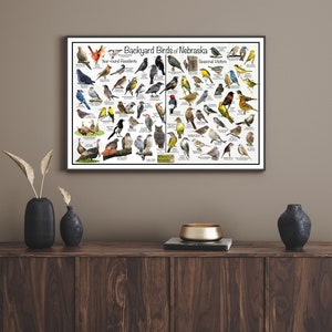 Backyard Birds of Nebraska Bird Identification Poster Divided by Year ...