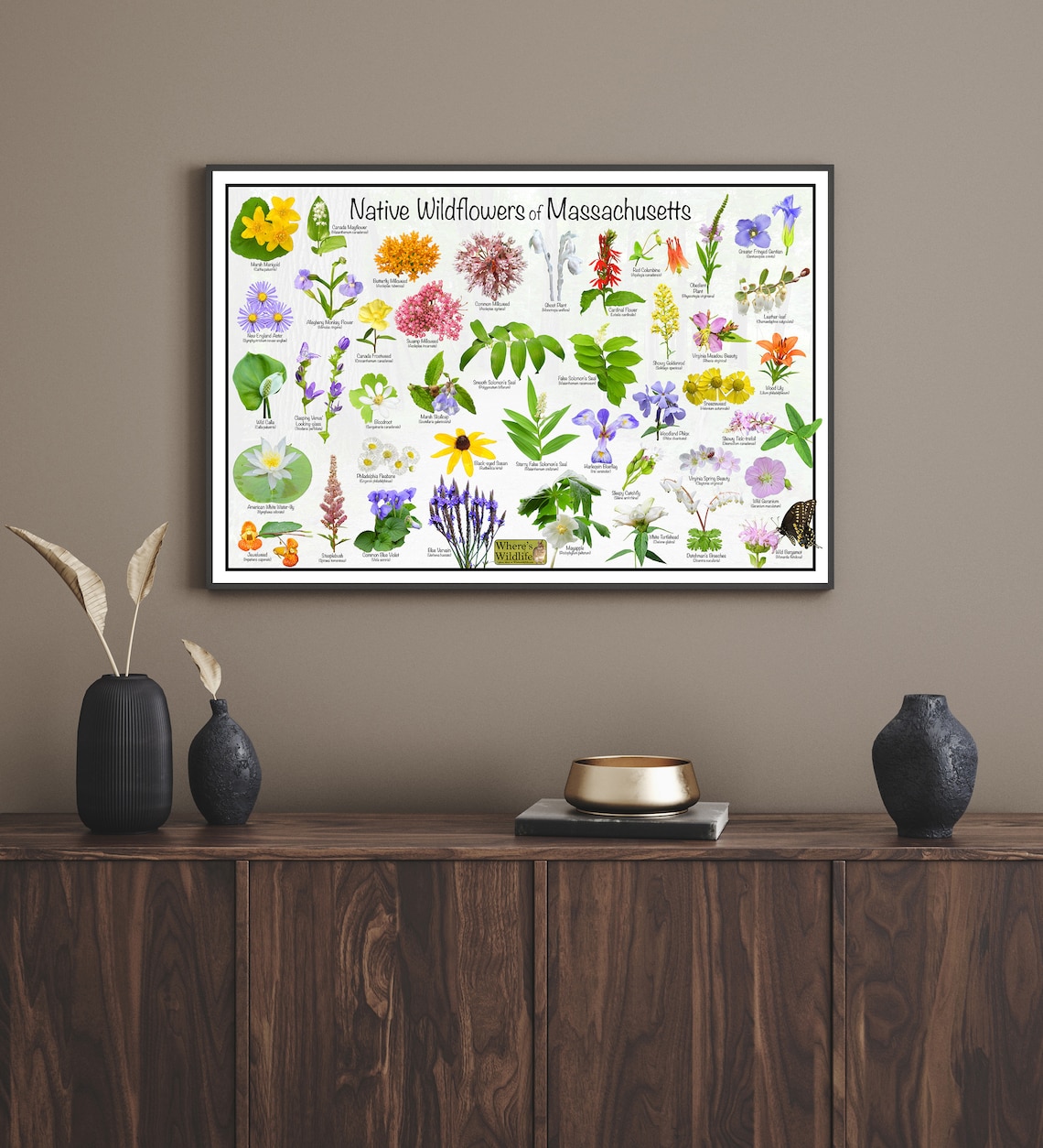 Native Wildflowers of Massachusetts Flower Identification Poster ...