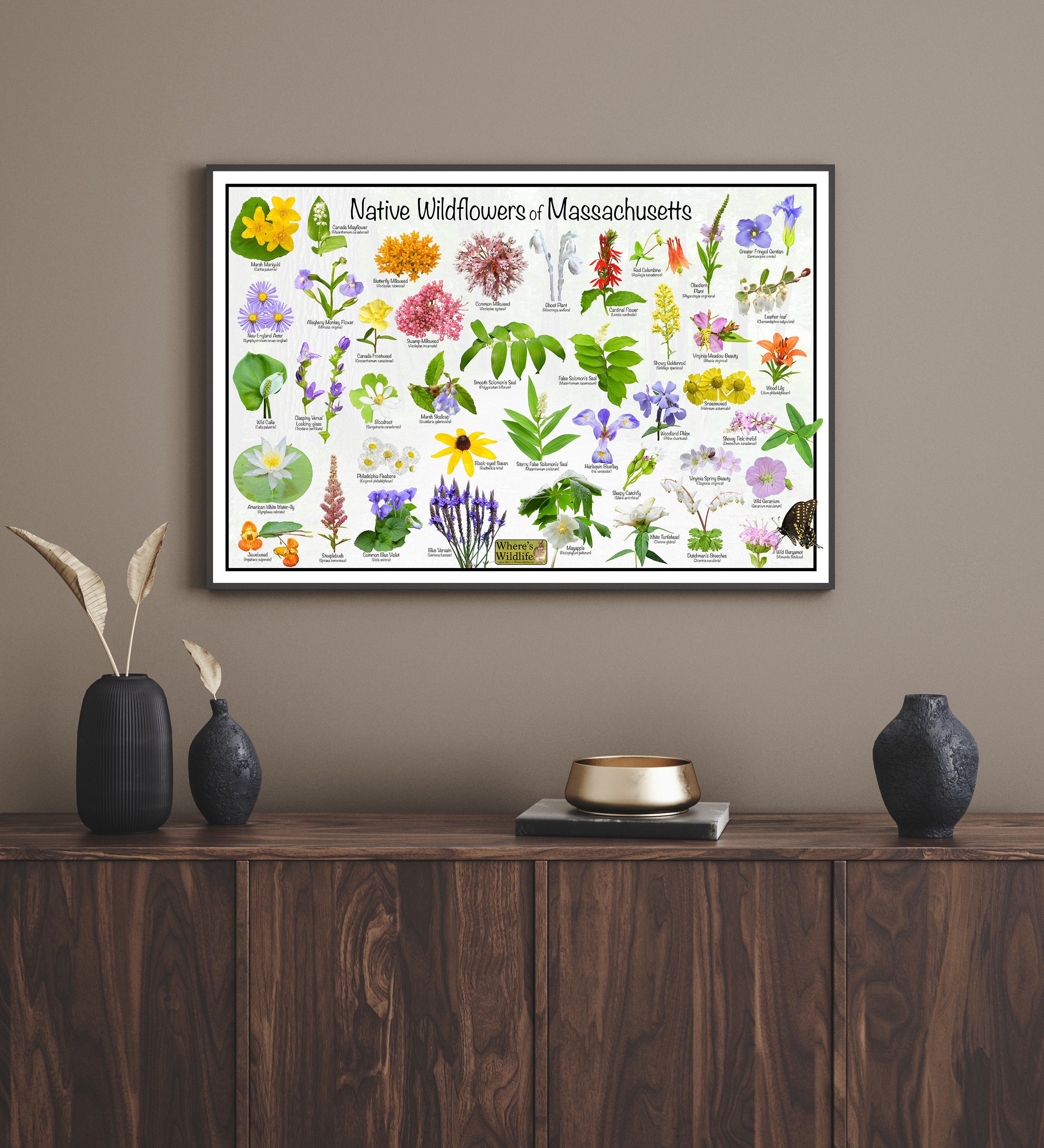 Native Wildflowers of Massachusetts Flower Identification Poster ...