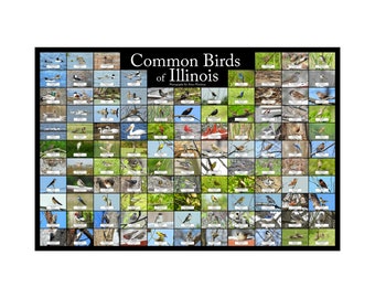 Birds of Illinois Poster - Etsy