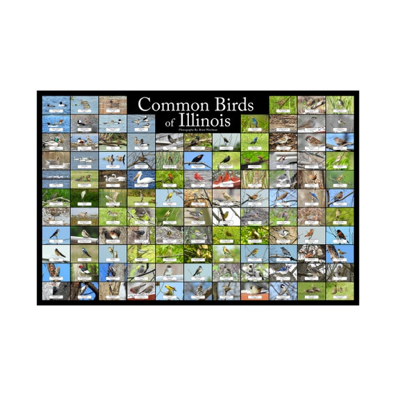Common Birds of Illinois Nature Collage Poster / Contains 113 - Etsy