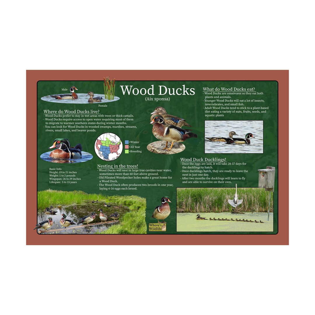 Wood Ducks Educational Nature Poster Providing Fun Facts and Pictures ...