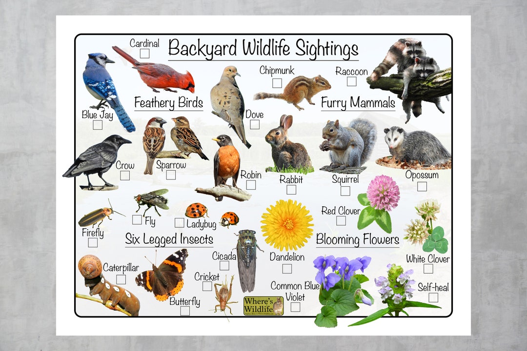 Self Print Backyard Wildlife Checklist for Kids / Educational Nature ...