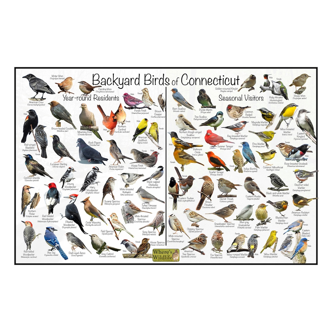 Backyard Birds of Connecticut Bird Identification Poster Divided Into ...