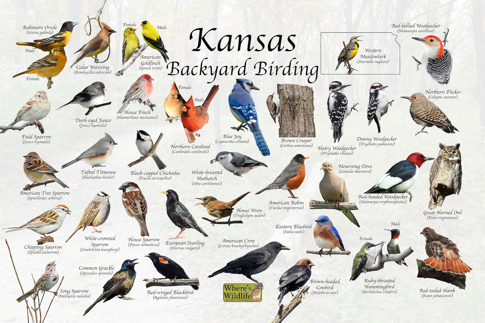 Birds of Kansas Backyard Birding Identification Picture Print - Etsy