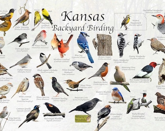 Birds of Illinois Backyard Birding Identification Picture - Etsy