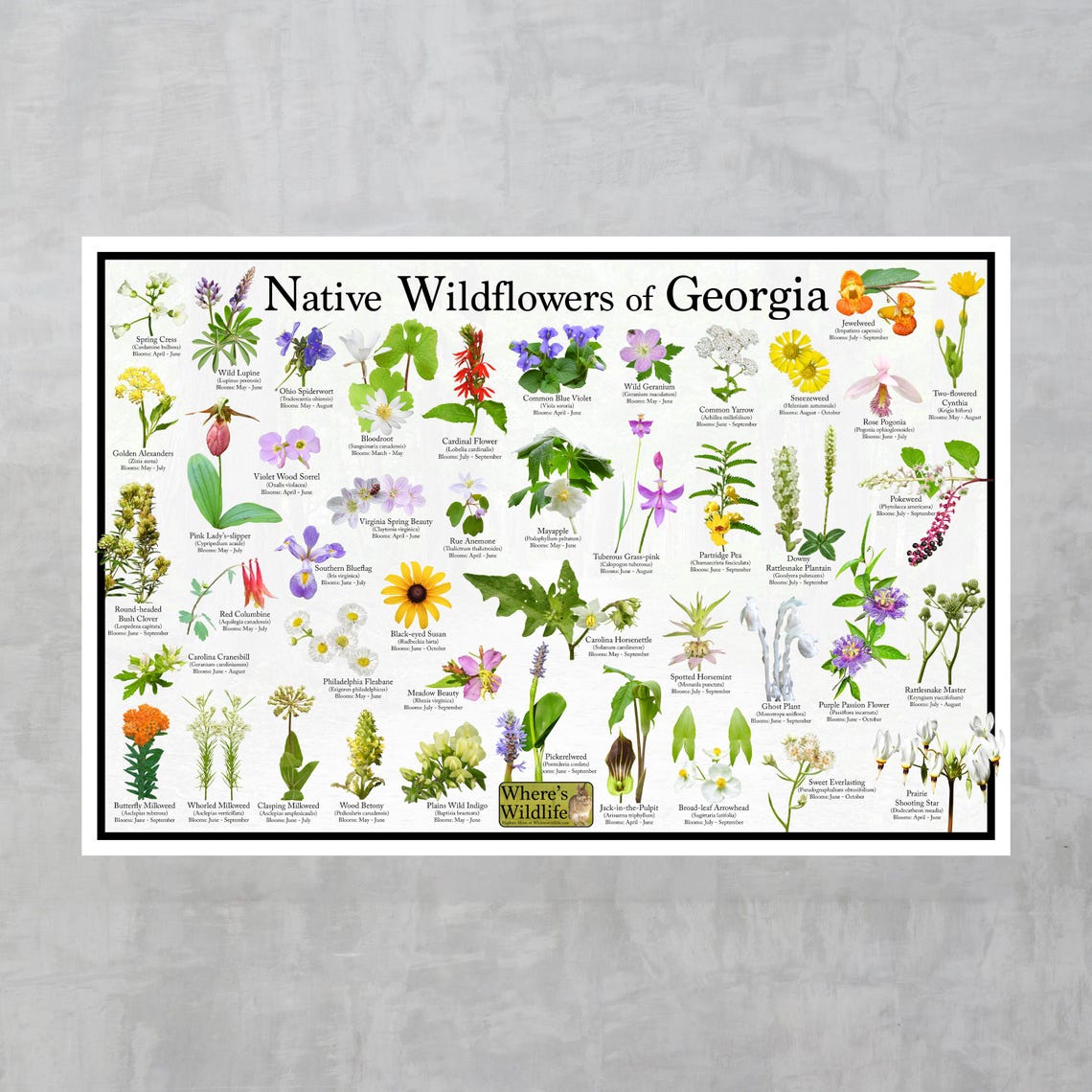 Native Wildflowers of Georgia | State Flower Field Guide Providing ...
