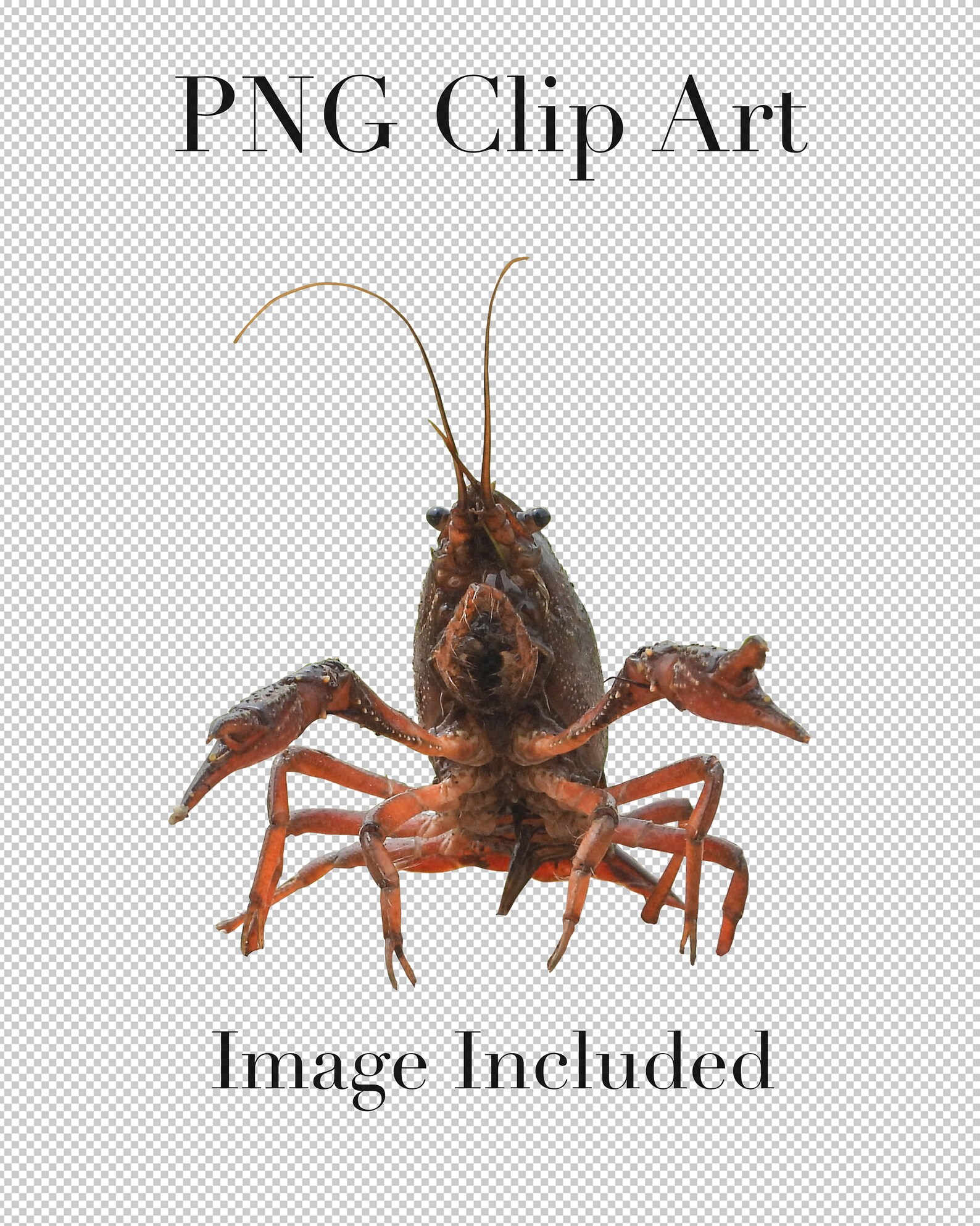 Crayfish Crustaceans Clip Art (set of 3) PNG Clipart With Transparent ...