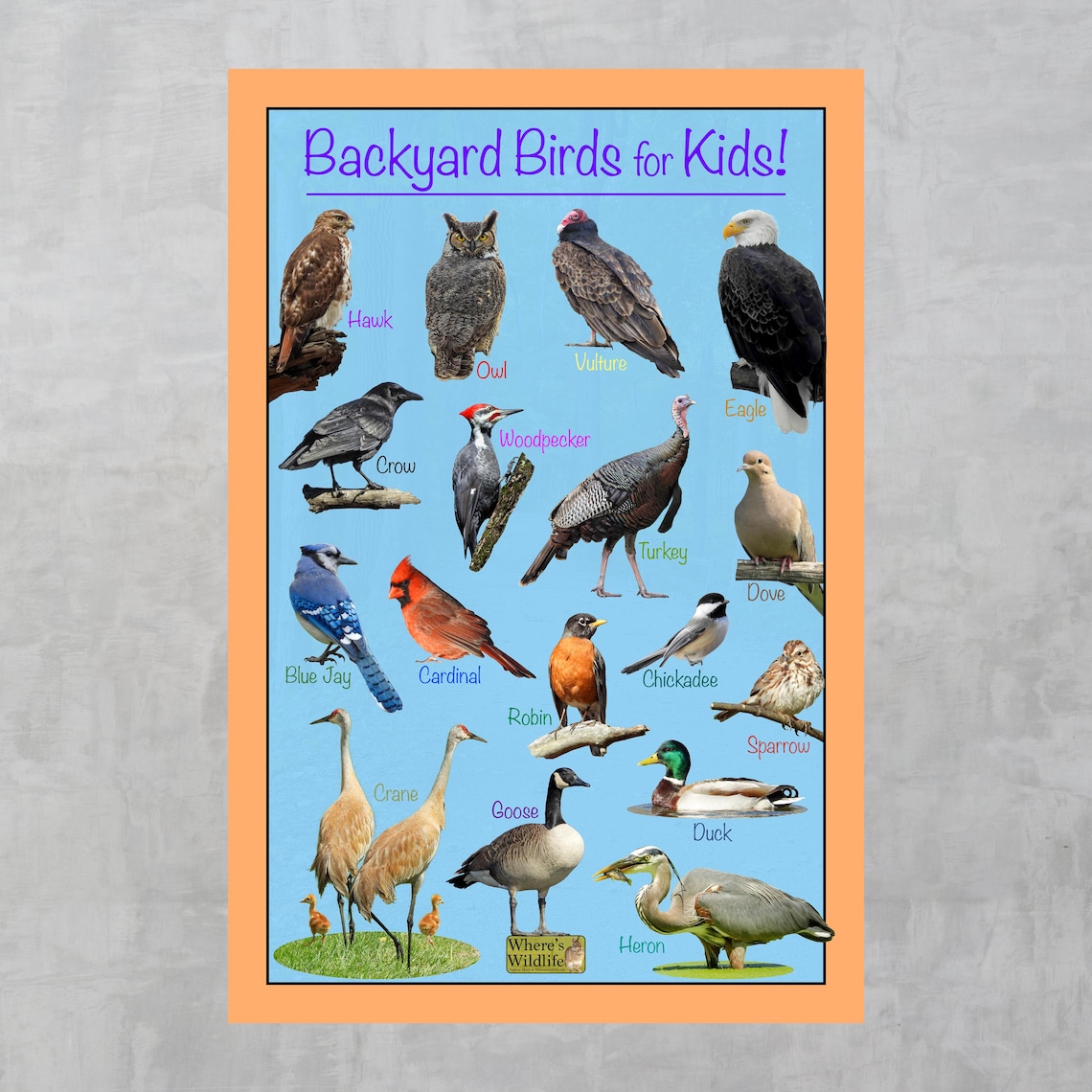 Backyard Birds for Kids! Poster – A Fun and Educational Bird Chart for ...