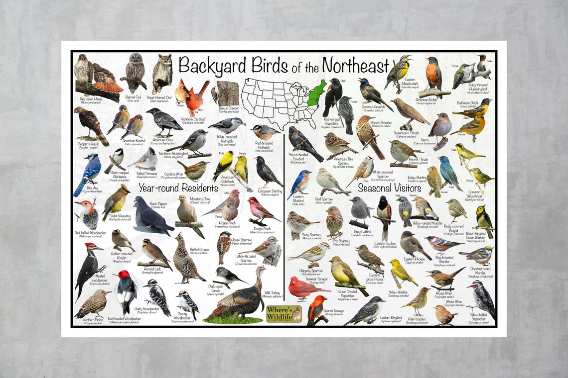 Backyard Birds of the Northeast Bird Identification Poster - Etsy