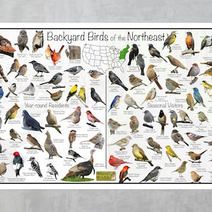 Backyard Birds of the Northeast Bird Identification Poster Divided Into ...