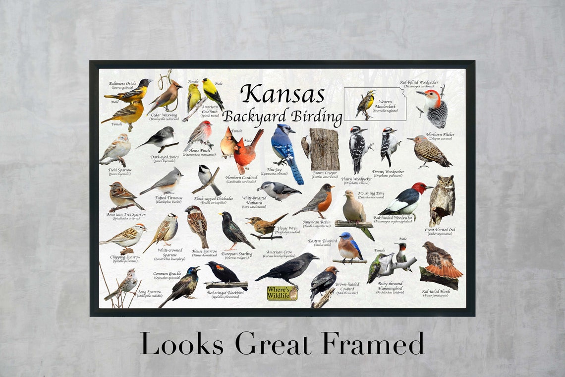 Birds of Kansas Backyard Birding Identification Picture Print - Etsy