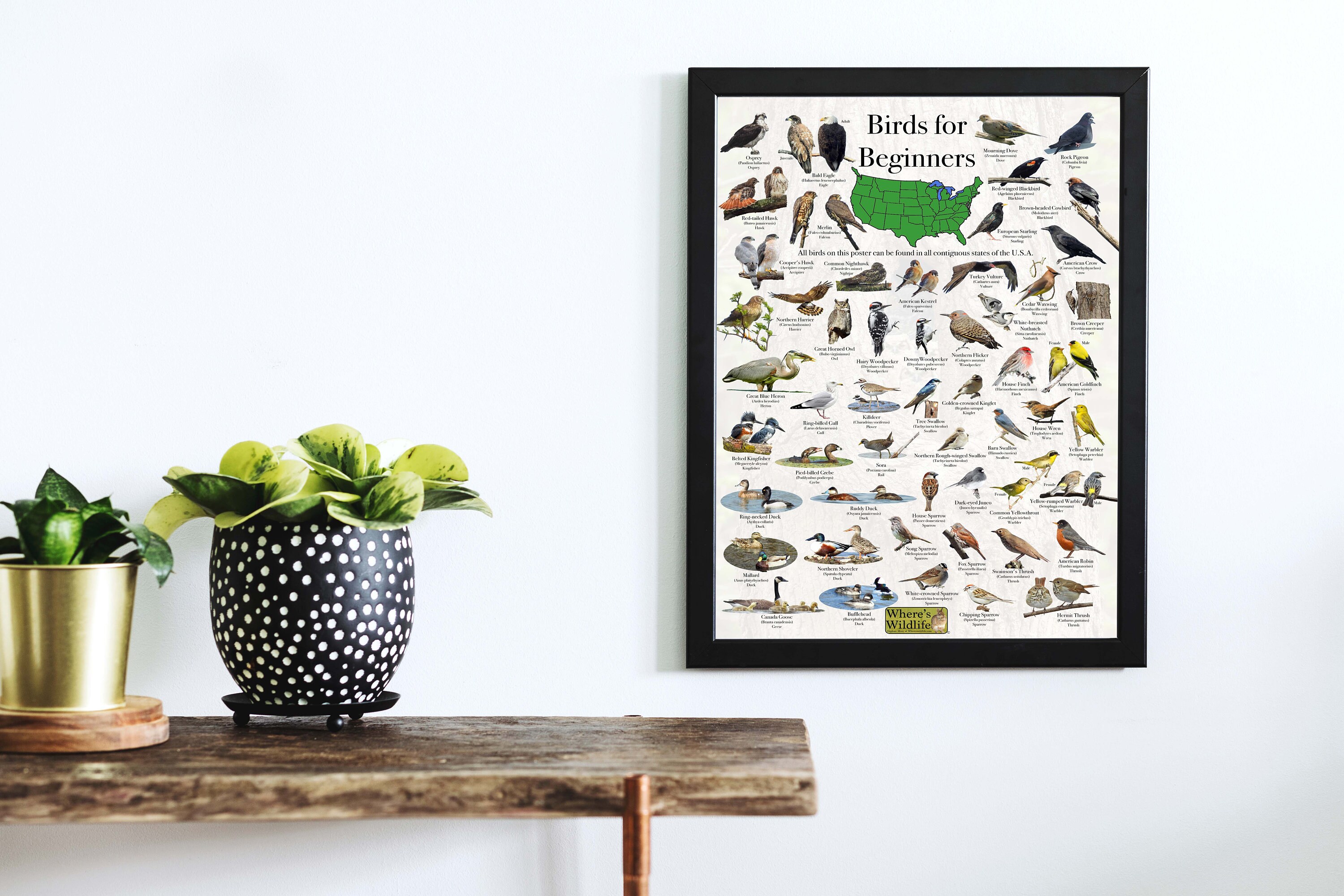 Birds for Beginners Bird Watching Identification Print / Bird - Etsy