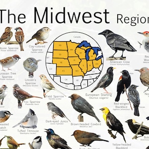 Birds of North America the Midwest Region - Provide 111 Bird ...