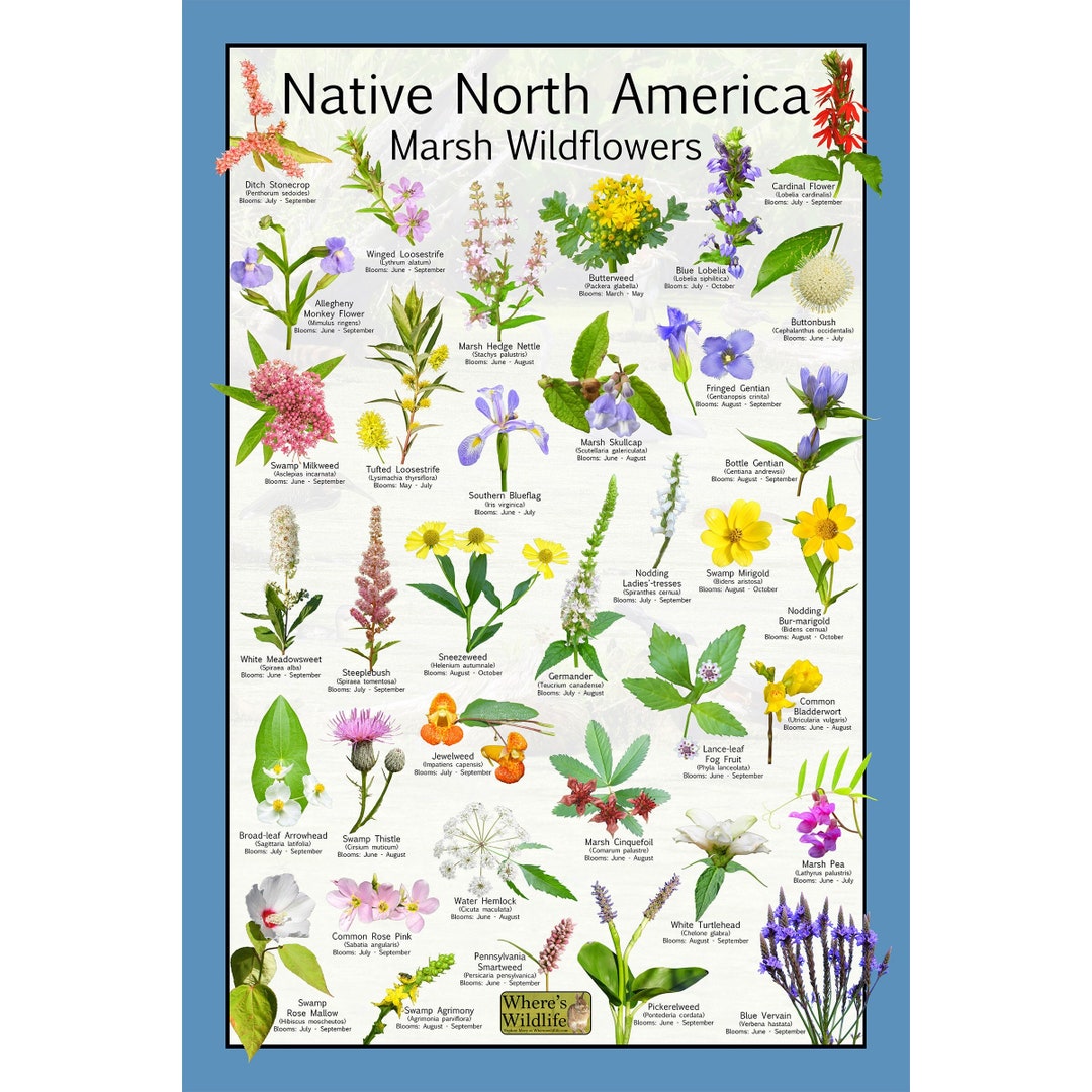 Native North America Marsh Wildflowers Flower Identification Poster ...