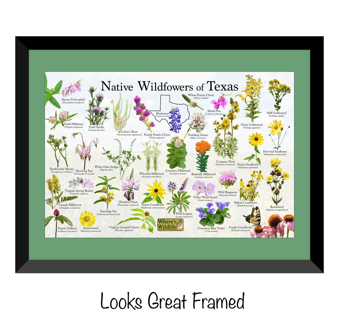 Native Wildflowers of Texas / State Flower Field Guide / Common ...