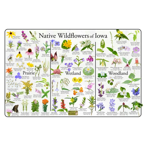 Iowa Native - Etsy