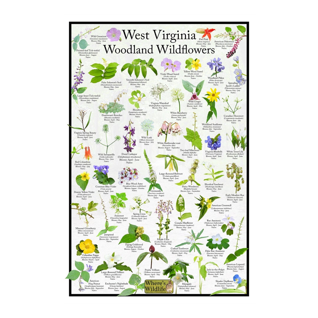 West Virginia Woodland Wildflower Field Guide / State Flower ...