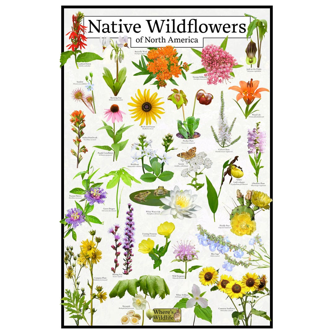 Native Wildflowers of North America - Picture Identification Poster for ...