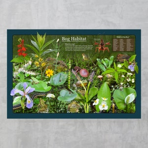 Bog Habitat Wetland Educational Nature Poster / Visual Learning ...