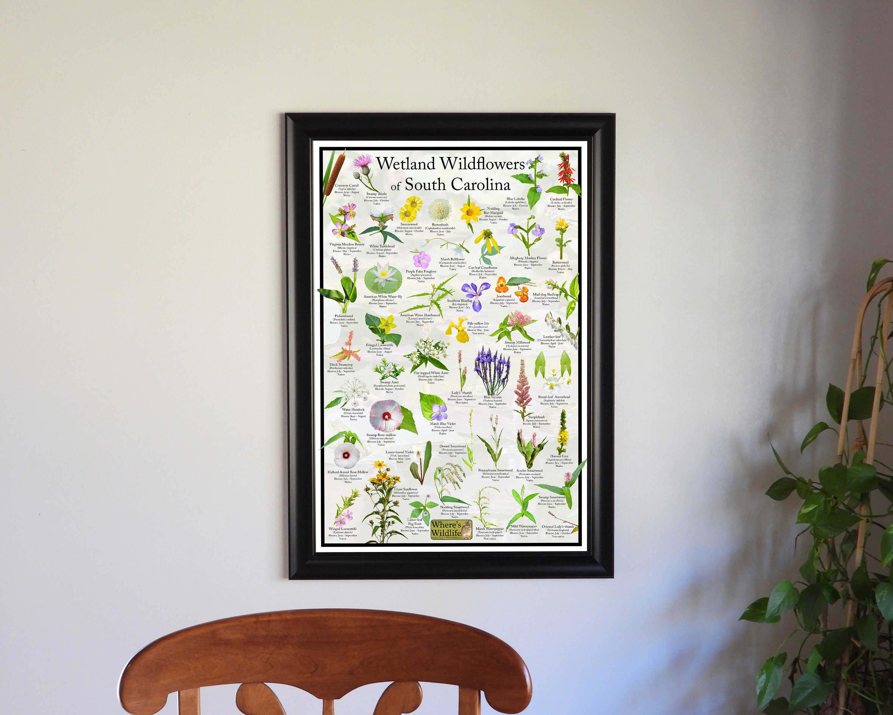 Wetland Wildflowers of South Carolina Flower Identification Poster ...