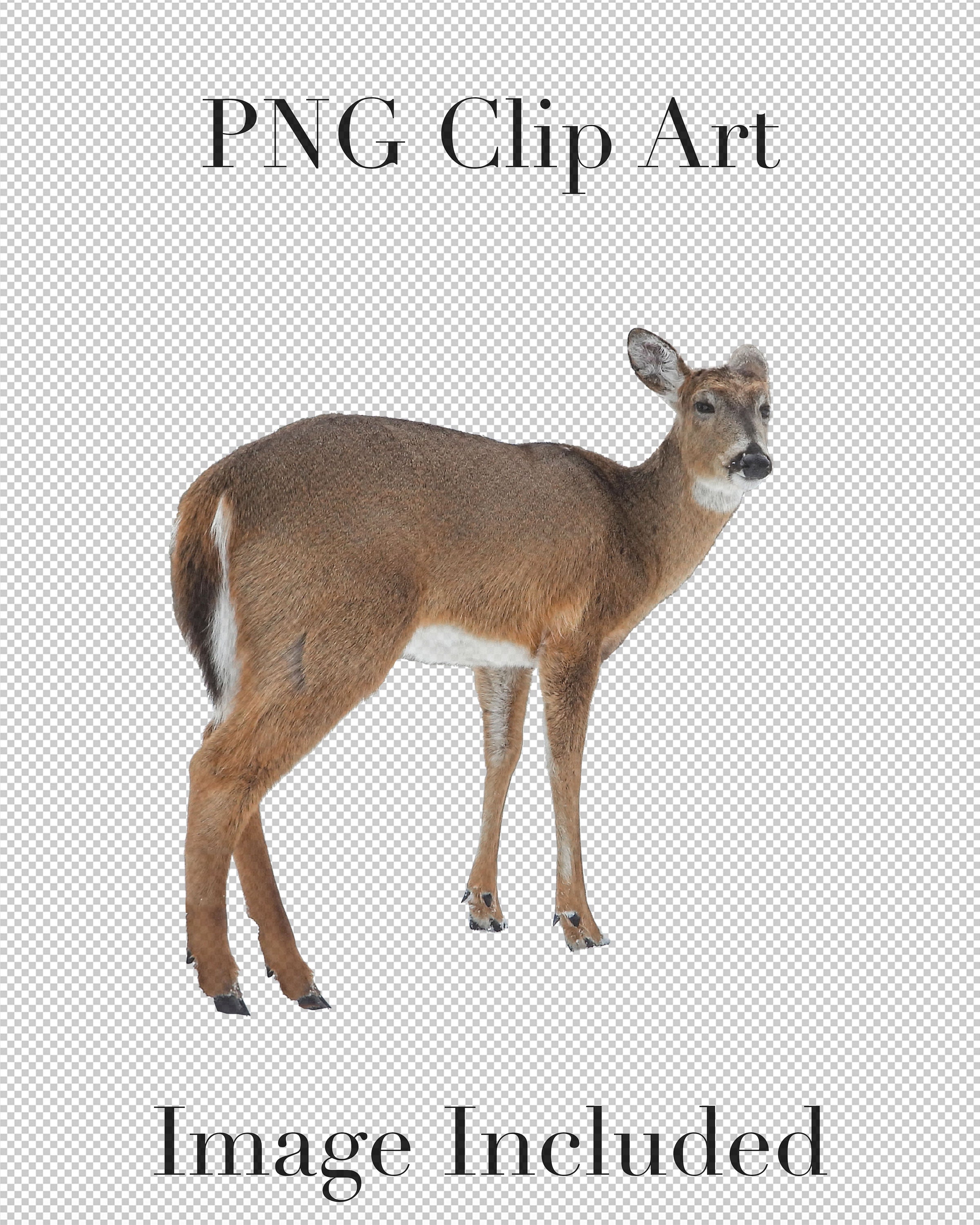 White Tailed Deer Animal Clip Art set of 5 PNG Clipart With | Etsy