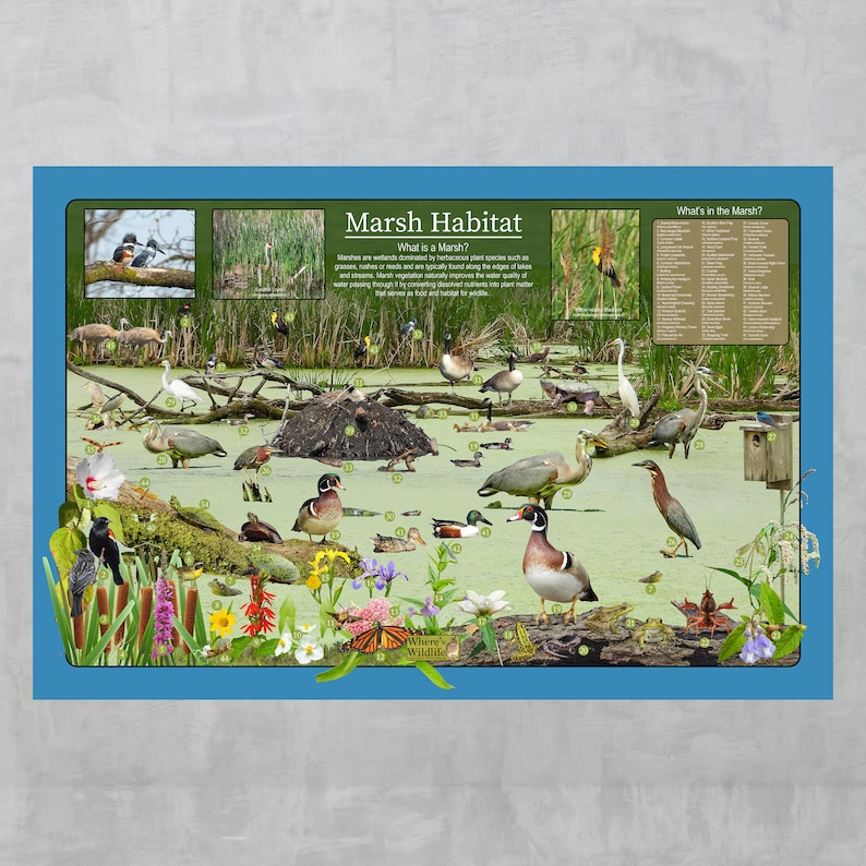 Marsh Habitat Wetland Educational Nature Poster / Fun Kids - Etsy