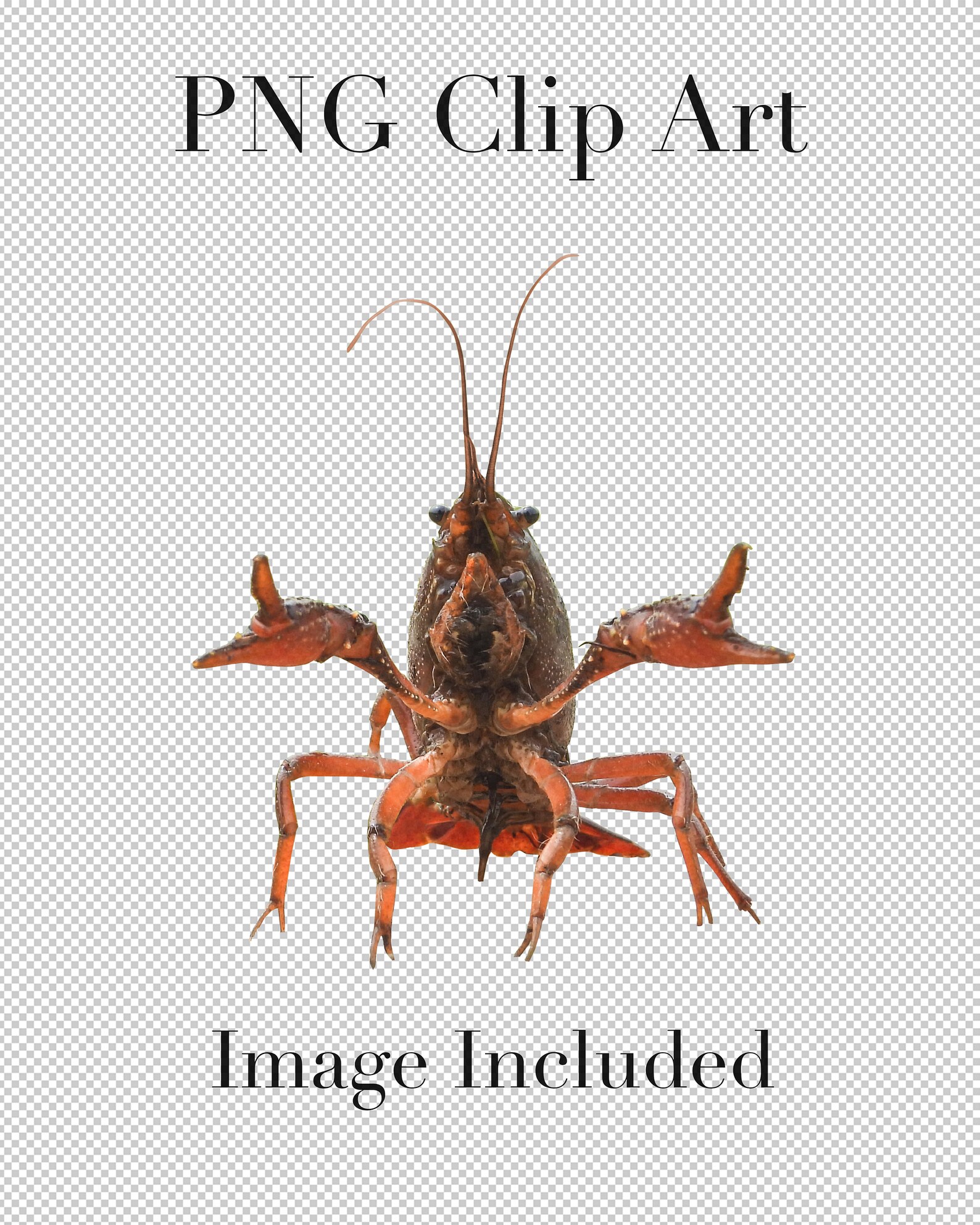 Crayfish Crustaceans Clip Art (set of 3) PNG Clipart With Transparent ...