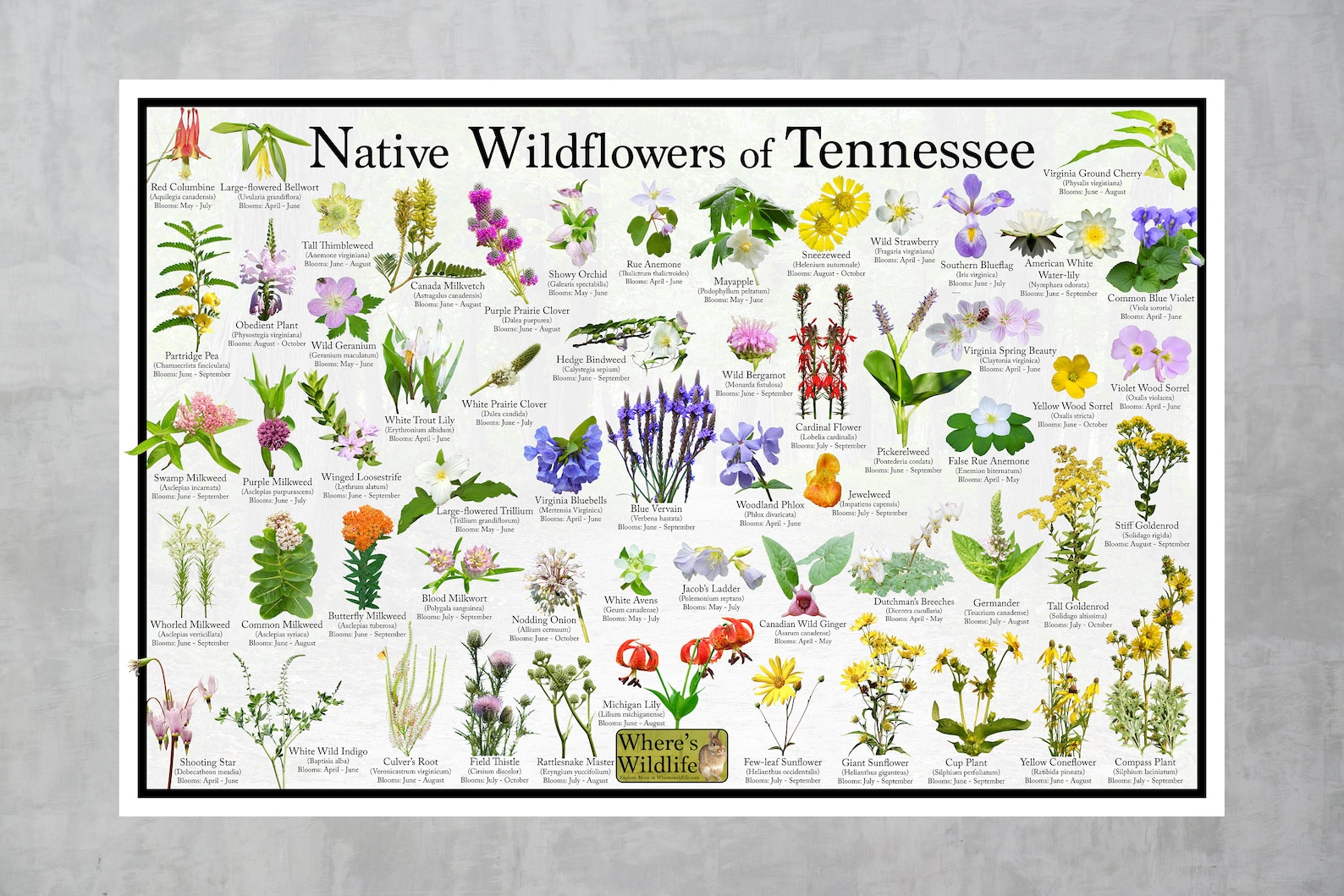 Native Wildflowers of Tennessee / State Flower Field Guide - Etsy