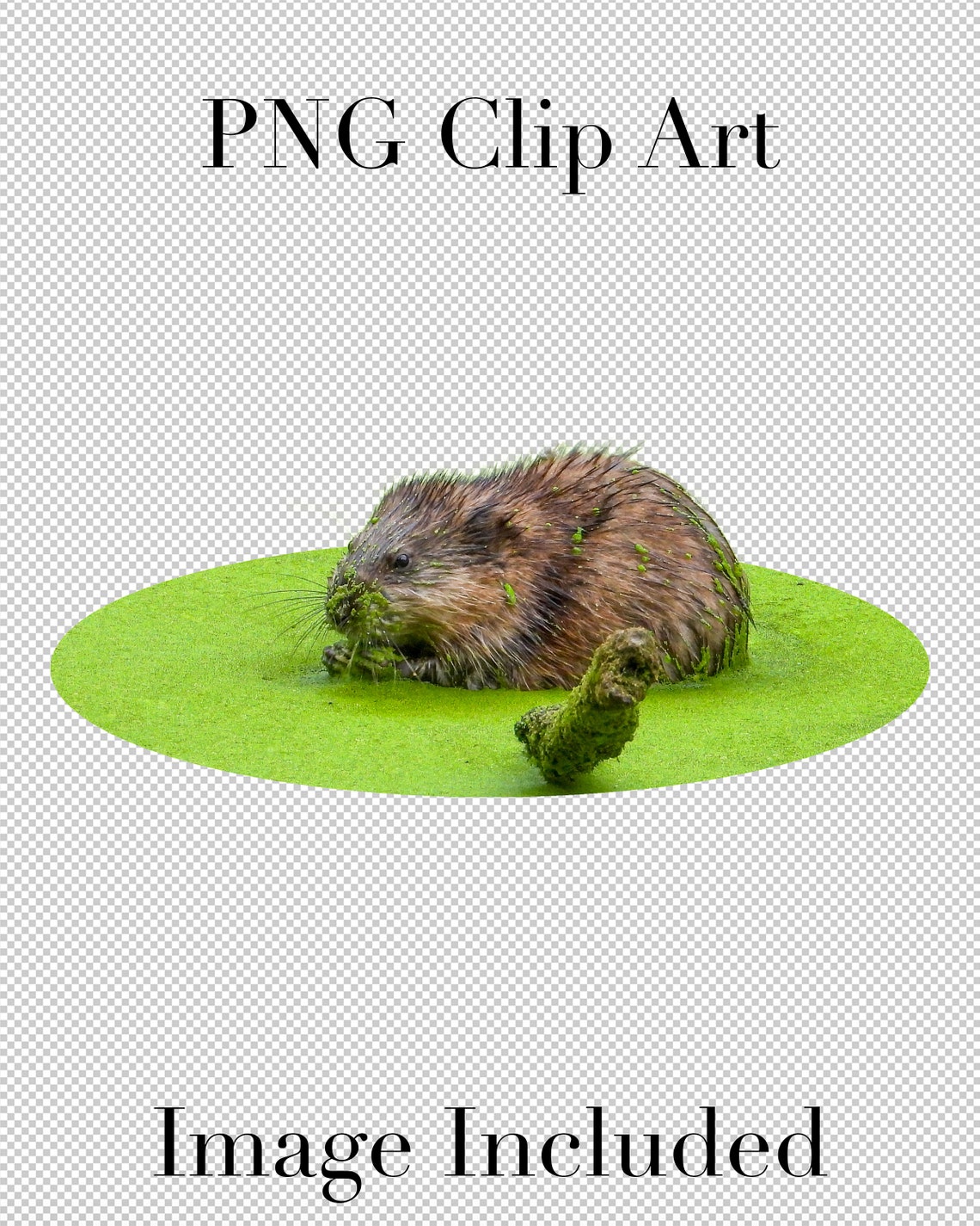 Muskrat Aquatic Animal Clip Art (set of 5) PNG Clipart With Transparent ...
