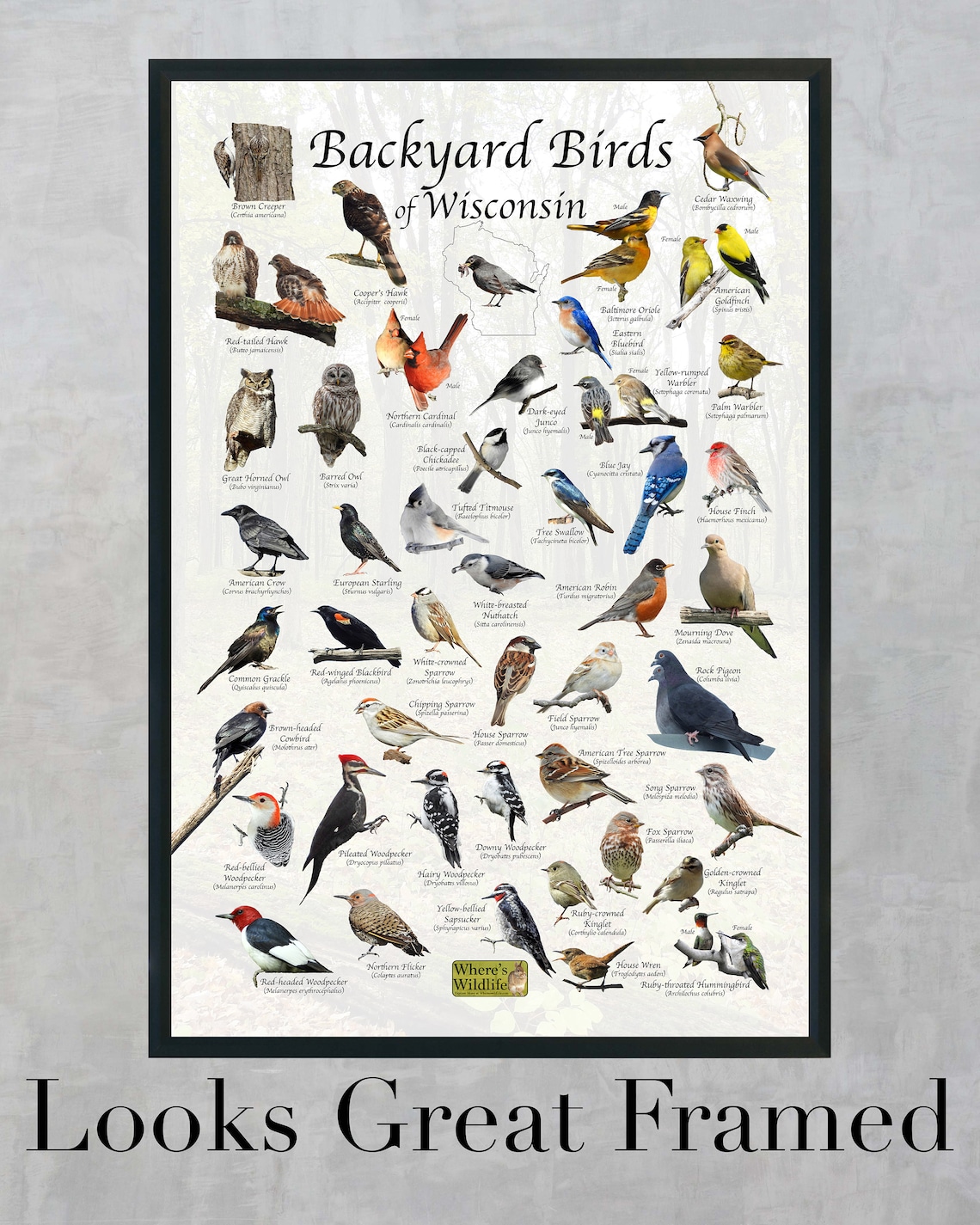 Backyard Birds of Wisconsin Bird Identification Poster / Bird - Etsy