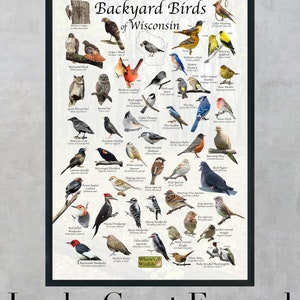 Backyard Birds of Wisconsin Bird Identification Poster / Bird Field ...