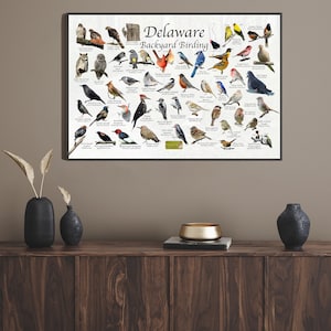Birds of Delaware Backyard Birding Identification Chart - Field Guide ...