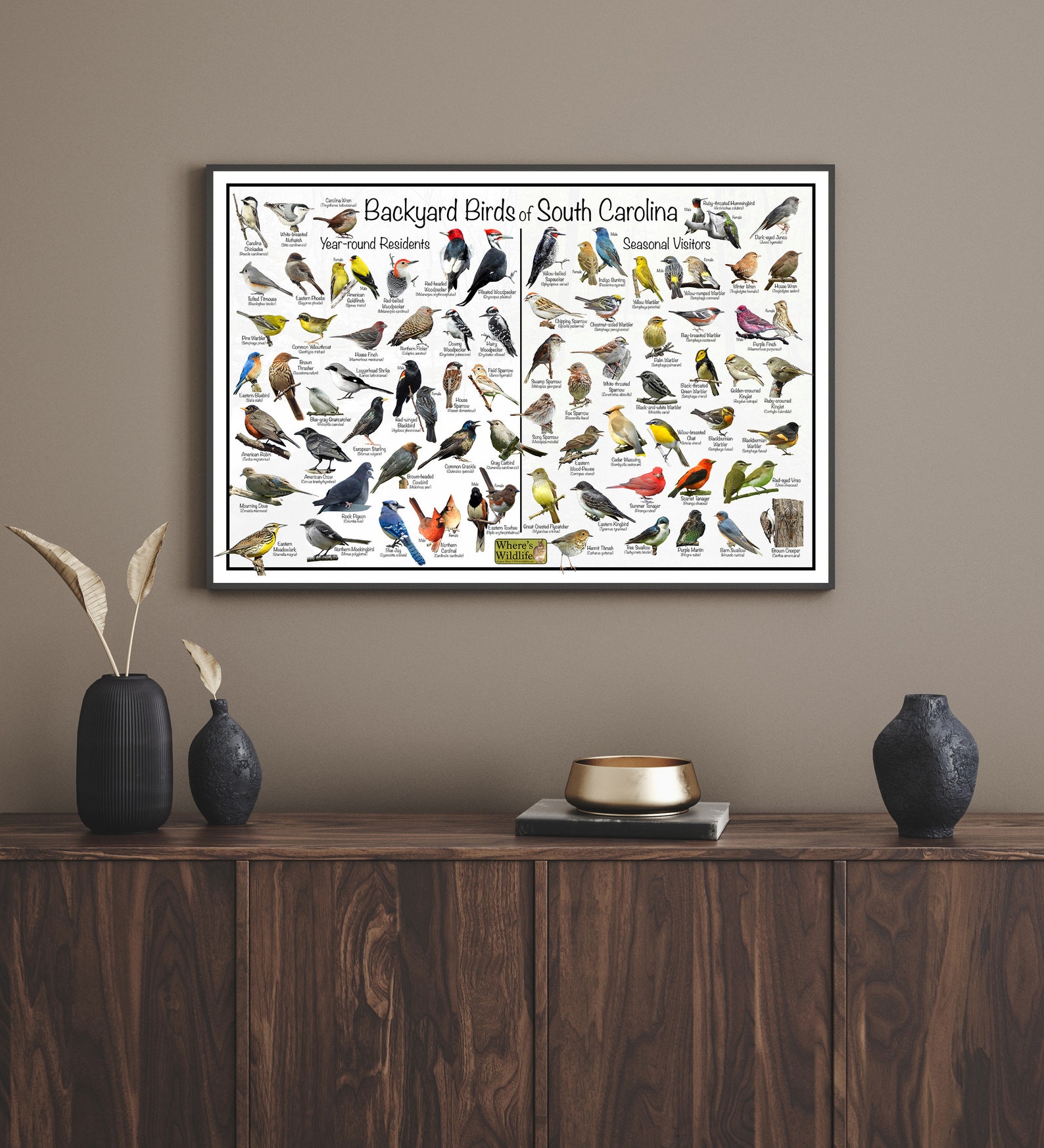 Backyard Birds of South Carolina Bird Identification Poster Divided by ...
