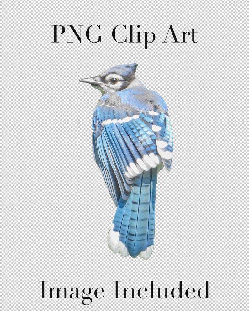 Blue Jay Bird Set of 8 PNG Clipart With Transparent Background ...