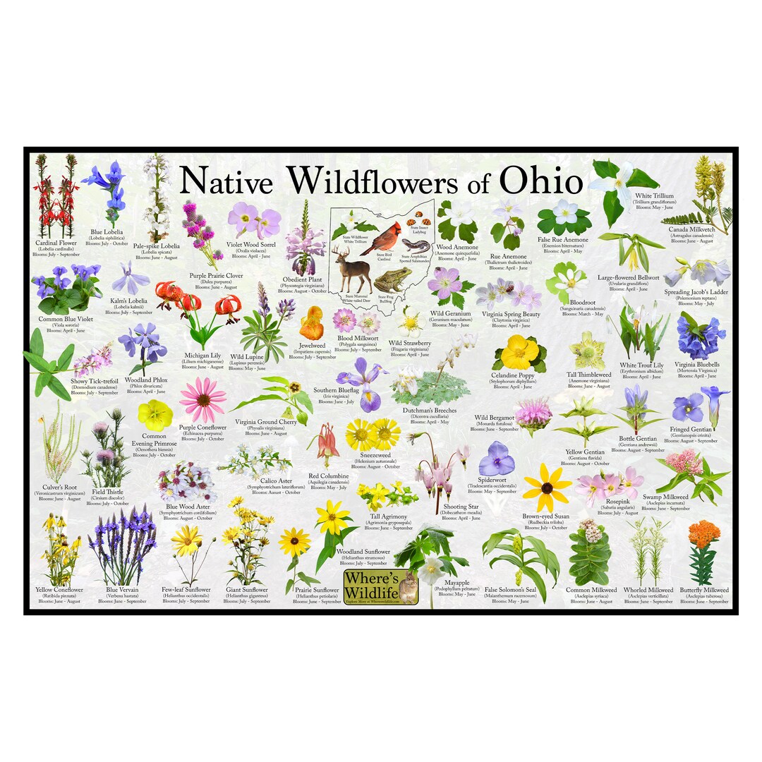 Native Wildflowers of Ohio / State Flower Field Guide Poster Providing ...