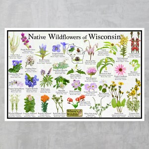 Native Wildflowers of Wisconsin / State Flower Field Guide Providing ...