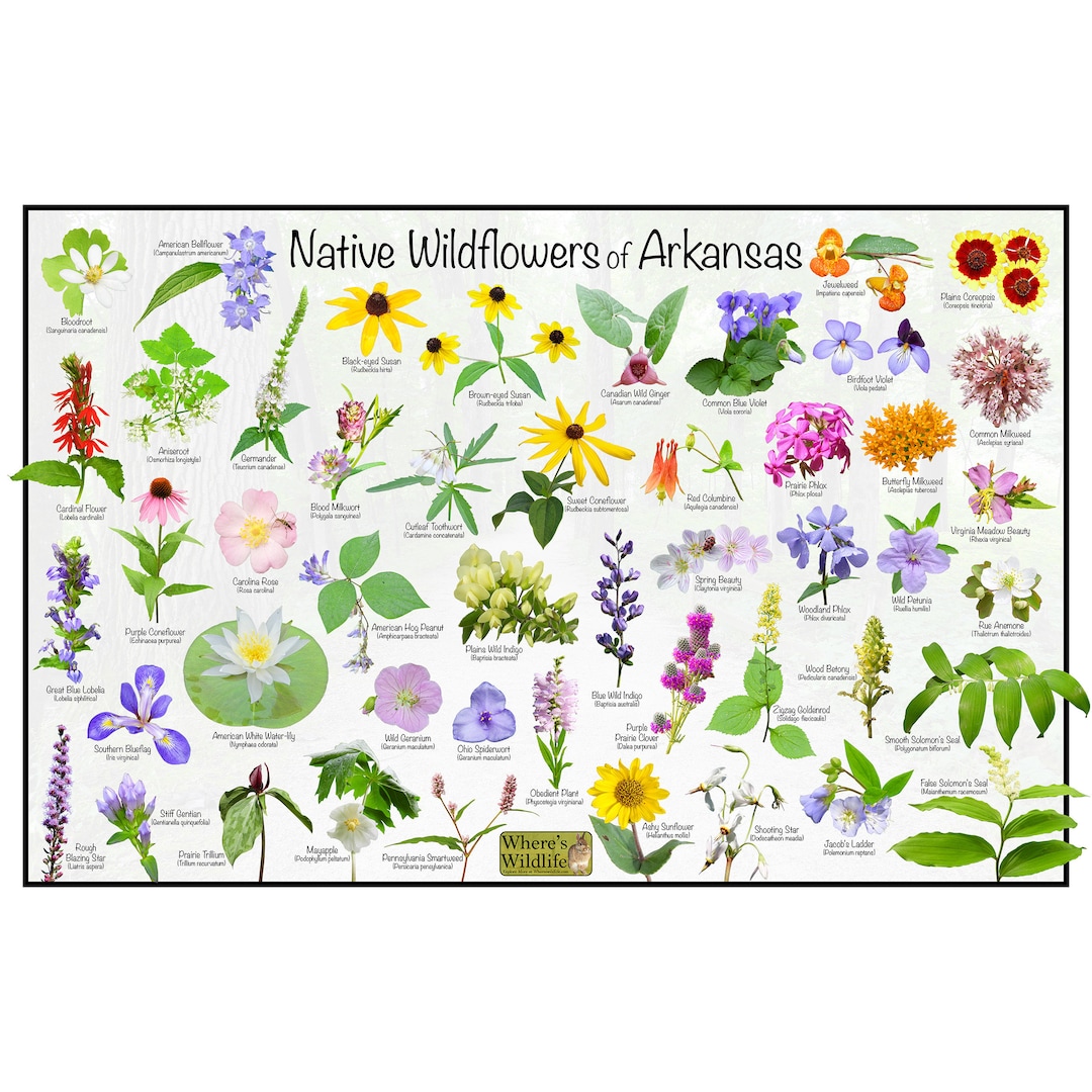 Native Wildflowers of Arkansas Flower Identification Poster / Arkansas ...