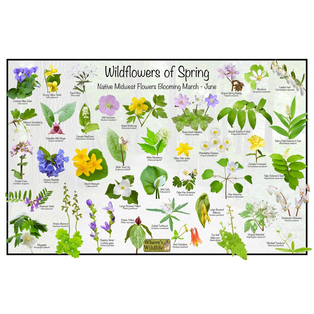 Wildflowers of Spring Flower Identification Poster / Native Midwest ...