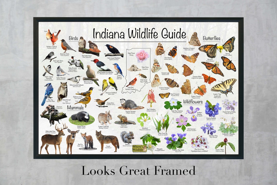 Indiana Wildlife Guide Poster Print / Common State Birds - Etsy