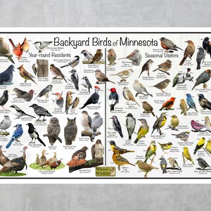 Backyard Birds of Minnesota Bird Identification Poster Divided Into ...