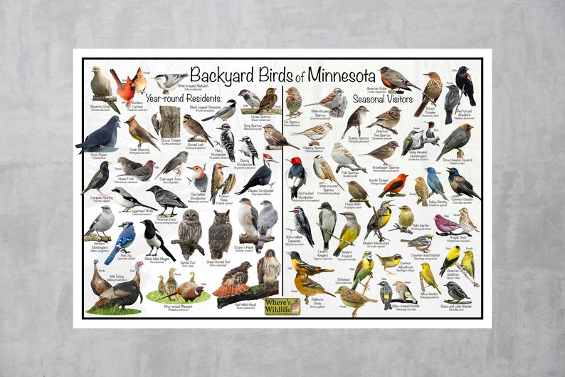 Backyard Birds of Minnesota Bird Identification Poster Divided - Etsy