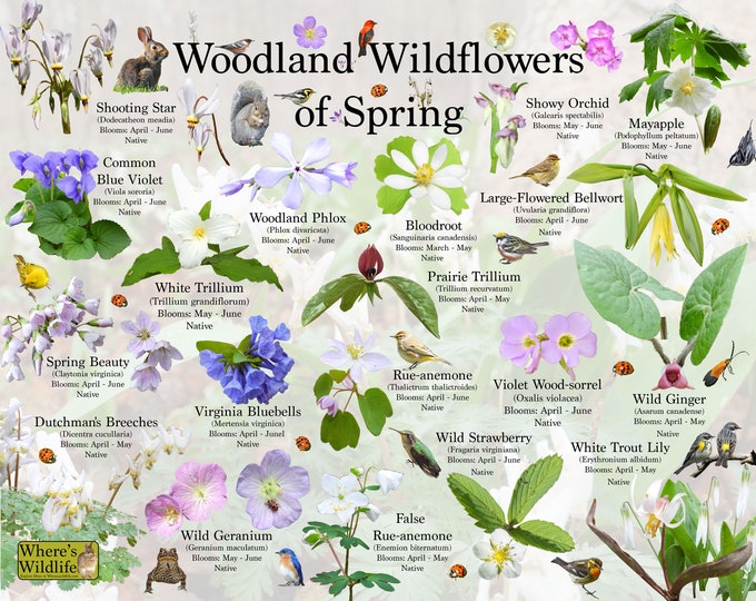 Native Wildflowers of Minnesota / State Flower Field Guide - Etsy