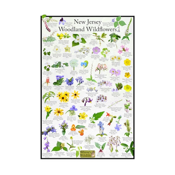 New Jersey Woodland Wildflower Poster / State Flower - Etsy