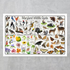 Maryland Wildlife Guide / Id's State Birds, Mammals, Wildflowers, and ...