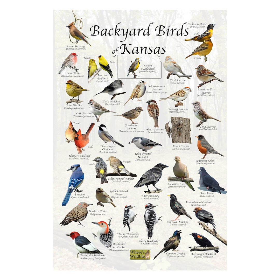 Birds of Kansas State / Backyard Birding Identification Picture Print ...