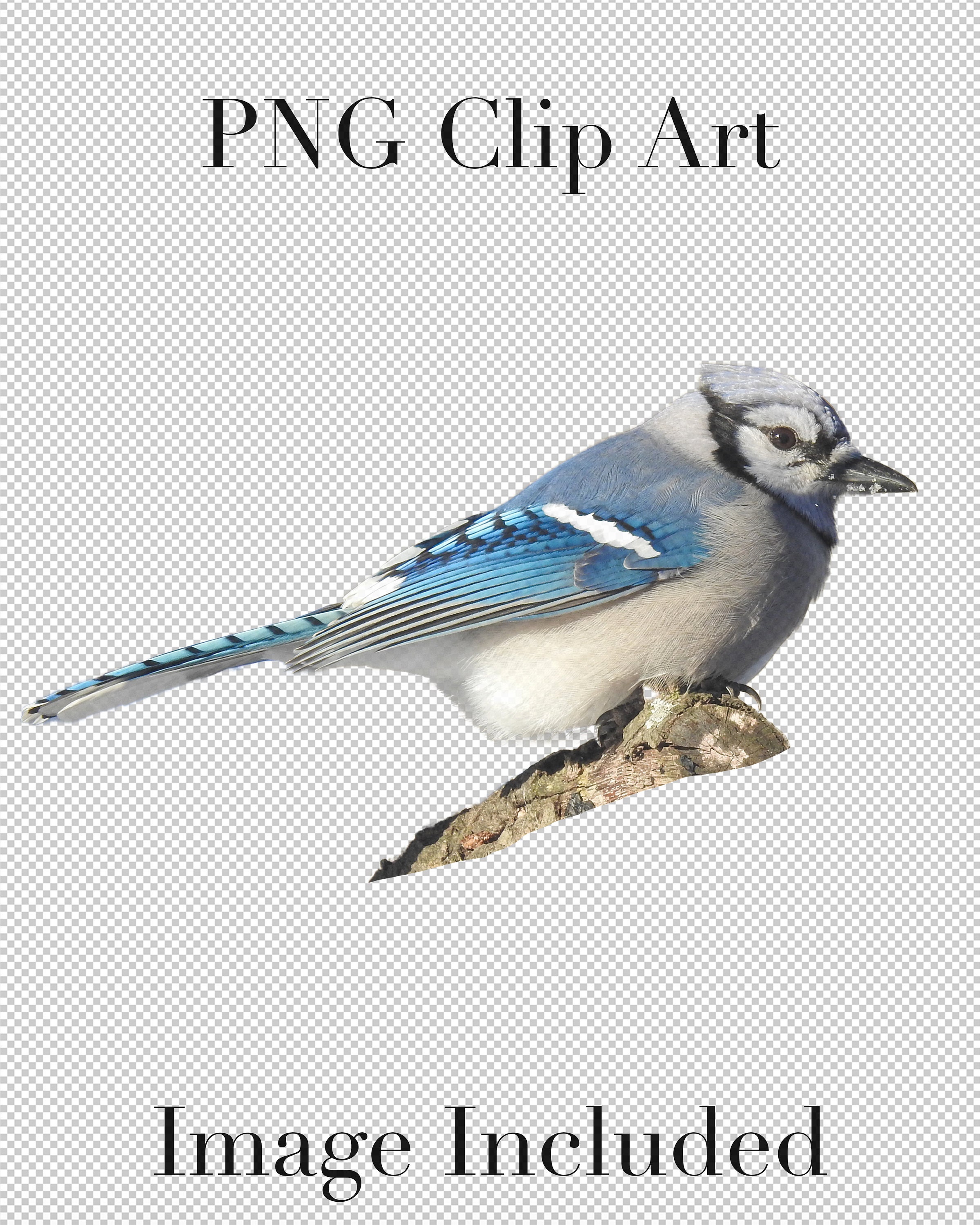 Blue Jay Bird Set of 8 PNG Clipart With Transparent Background ...