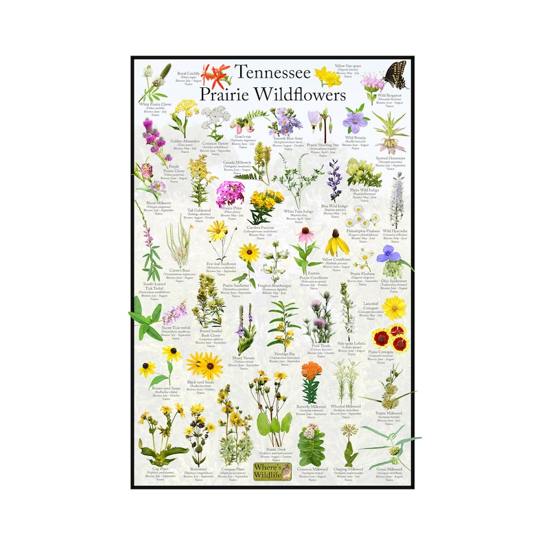 Tennessee Prairie Wildflower Poster / State Flower Guide Providing ...